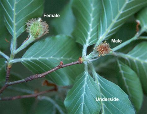 Fagus Sylvatica Landscape Plants Oregon State University