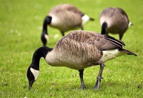 Life In The Wetlands A Fascinating Look At Swamp Animals And Their