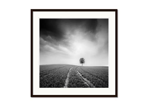 Gerald Berghammer Farmland Single Tree Minimalist Black And White