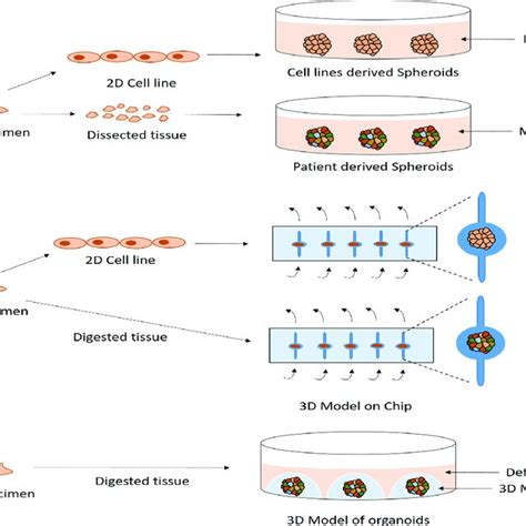 Current And Potential Future Three Dimensional 3d Models Of Malignant