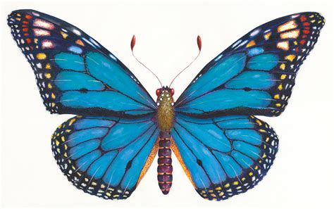 Monarch Butterfly Blue Original Watercolour Brian Asquith Art
