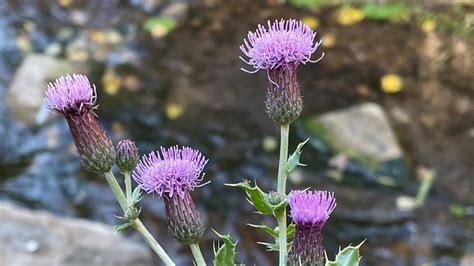 Canada Thistle Cirsium Arvense Identification And Control Usu