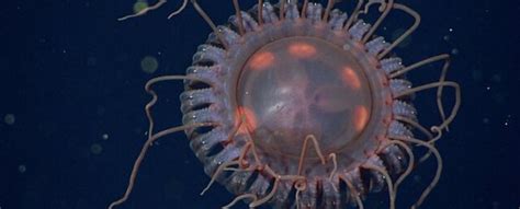 Cnidaria Medusa