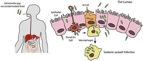 Salmonella Typhi Cell
