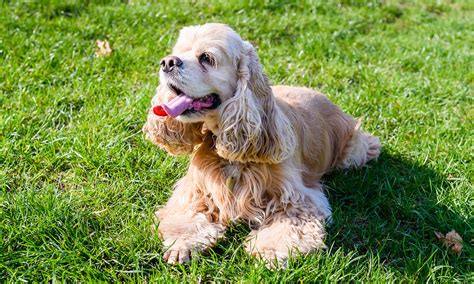 Cocker Spaniel Dog Images