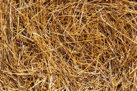 Shot Of A Large Bail Of Hay Stock Image Image Of Corn Textured