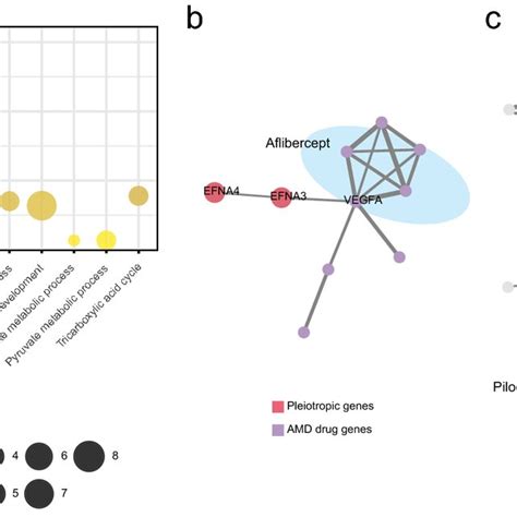 Functional Enrichment Of Pleiotropic Causal Genes And Drug Download Scientific Diagram