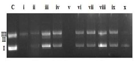 Gel Electrophoretogram Of Compounds 5a E And 6a E C Dna Control