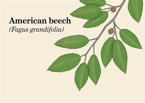 American Beech Tree Identification