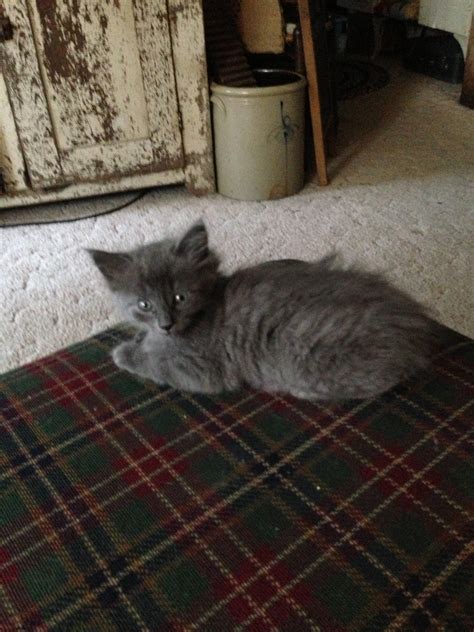 Prims By The Water Our Shadow Kitty