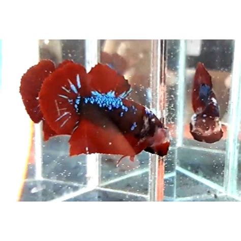 Jual Ikan Cupang Nemo Avatar Nice Color Shopee Indonesia