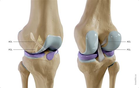 Structure And Function Module 2 Kneemo