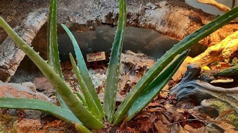 Arid Bioactive For A Leopard Gecko R Bioactive