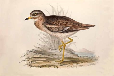 Burhinus Oedicnemus