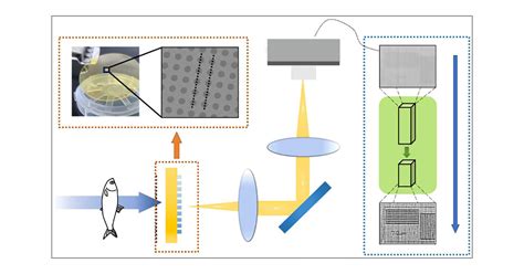 Da Hsfer Empowering High Performance Incoherent X Ray Scintillation