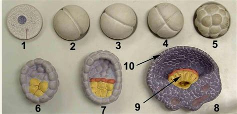 Stages Of Embryonic Developement Diagram Quizlet