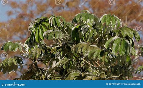 Pumpwood Plant Leaves Stock Video Video Of Tree Nature 287140699