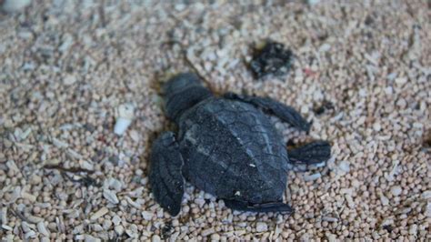 Sea Turtle Conservation Center Volunteer In Indonesia 2025