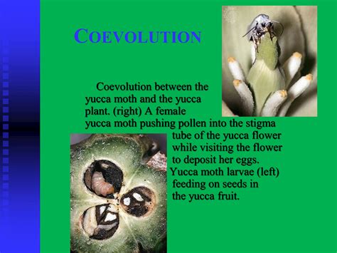 9 Patterns Of Evolution Charles Darwinpdf