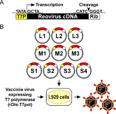 Figure 1 From An Improved Reverse Genetics System For Mammalian