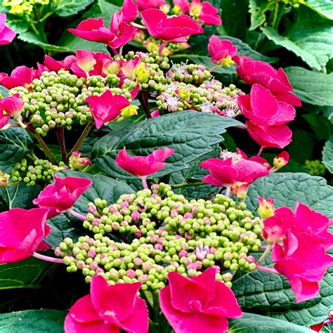 Cherry Explosion Hydrangea 7 Gallon Container Lots Of Plants