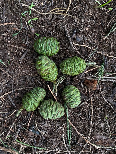 Growing Giant Sequoia From Seed Superlative Trees