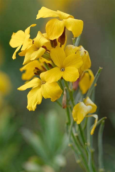Cheiranthus Cheiri Plant