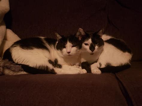 The Elusive Two Headed Hydra Kitty R Aww