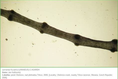 Lemanea Alchetron The Free Social Encyclopedia