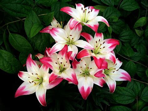Pink And White Lilies Fondo De Pantalla Hd Fondo De Escritorio 1920x1440 Id683433