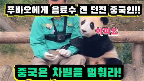 푸바오에게 음료수 캔 던진 중국인 Youtube