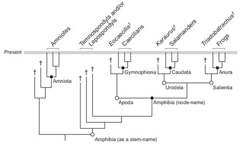 1 Node Based And Stem Based Definitions Of Amphibia And The Major