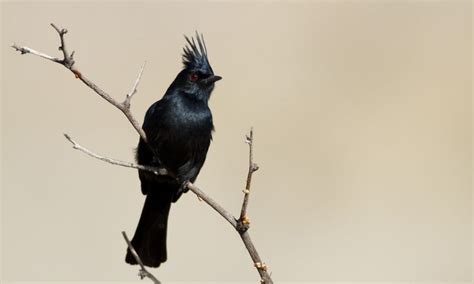 Phainopepla Bird Facts Habitat Diet Life Cycle Pictures