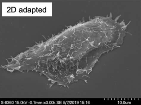 Bioengineered 3d Human Tissue Models And Cell Culture Solutions