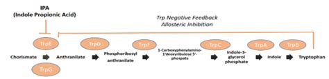 The Tryptophan Biosynthesis Pathway In Mycobacterium Tuberculosis The Download Scientific