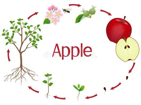Apple Tree Growth Stages Life Cycle Apple Tree Stages Growth Seed