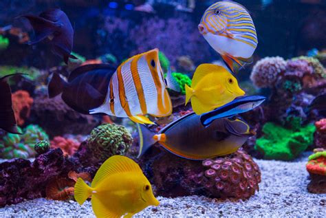 World Wide Corals Superstore Orlando Aquarium Store