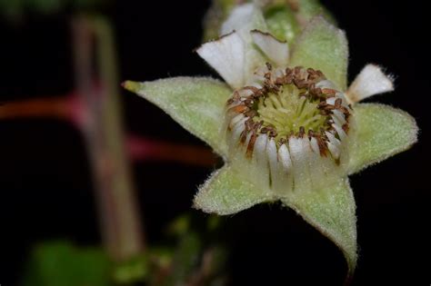 Rubus Macilentus Eflora Of India