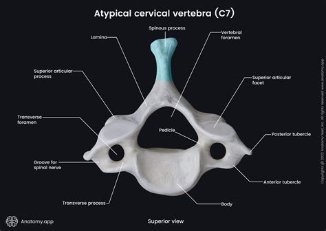 Cervical Vertebrae Anatomy C7