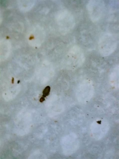 What Type Of Bug Is This Springtail R Whatsthisbug