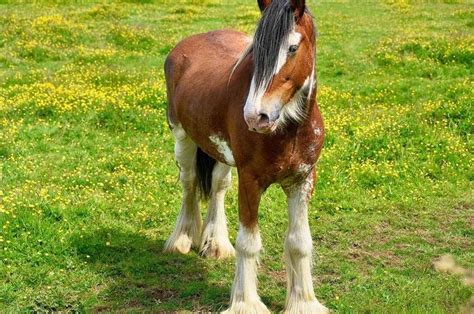 Punya Bulu Panjang Dan Badan Besar Ini 5 Fakta Unik Kuda Clydesdale Bobo