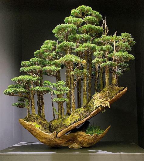 Hinoki Bonsai Forest Mostbeautiful