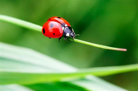 20 Fun Facts About Ladybugs Natures Tiny Marvels Ohmyfacts