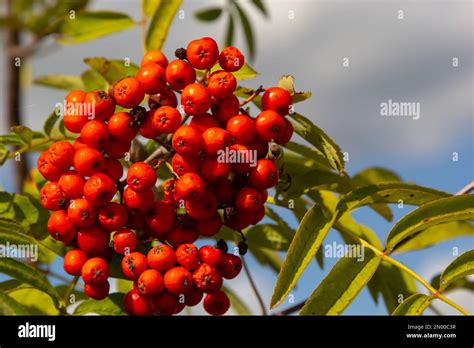 Rowan On A Branch Red Rowan Rowan Berries On Rowan Tree Sorbus