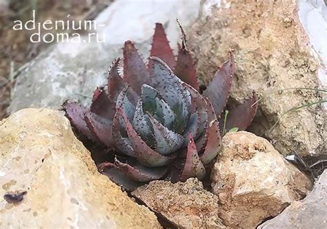 Aloe PEGLERAE (Алоэ): купить 3 семени c доставкой почтой 🌸 Адениум дома
