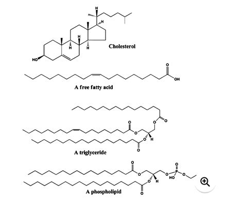 Solved Lipids And Amino Acids What Are The Functional Groups Of Each Of Course Hero