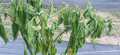 Fusarium Wilt Prevention And Treatment Hydrobuilder Learning Center