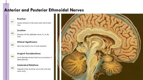 Posterior Ethmoidal Nerve Powerpoint Presentation And Slides Ppt Sample