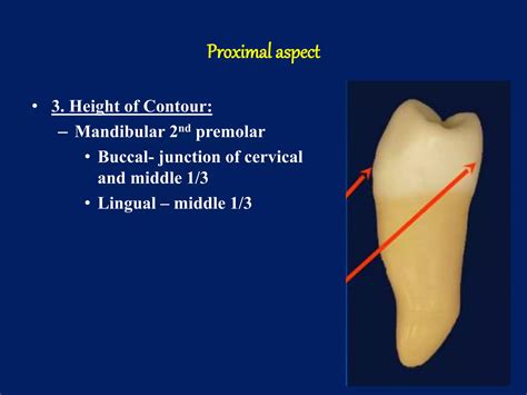Mandibular Premolars Pptx