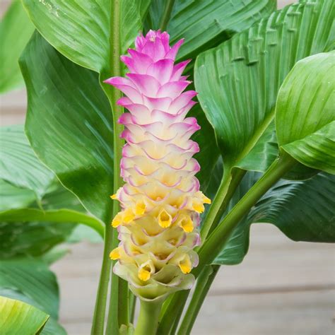 Curcuma Longa Flower